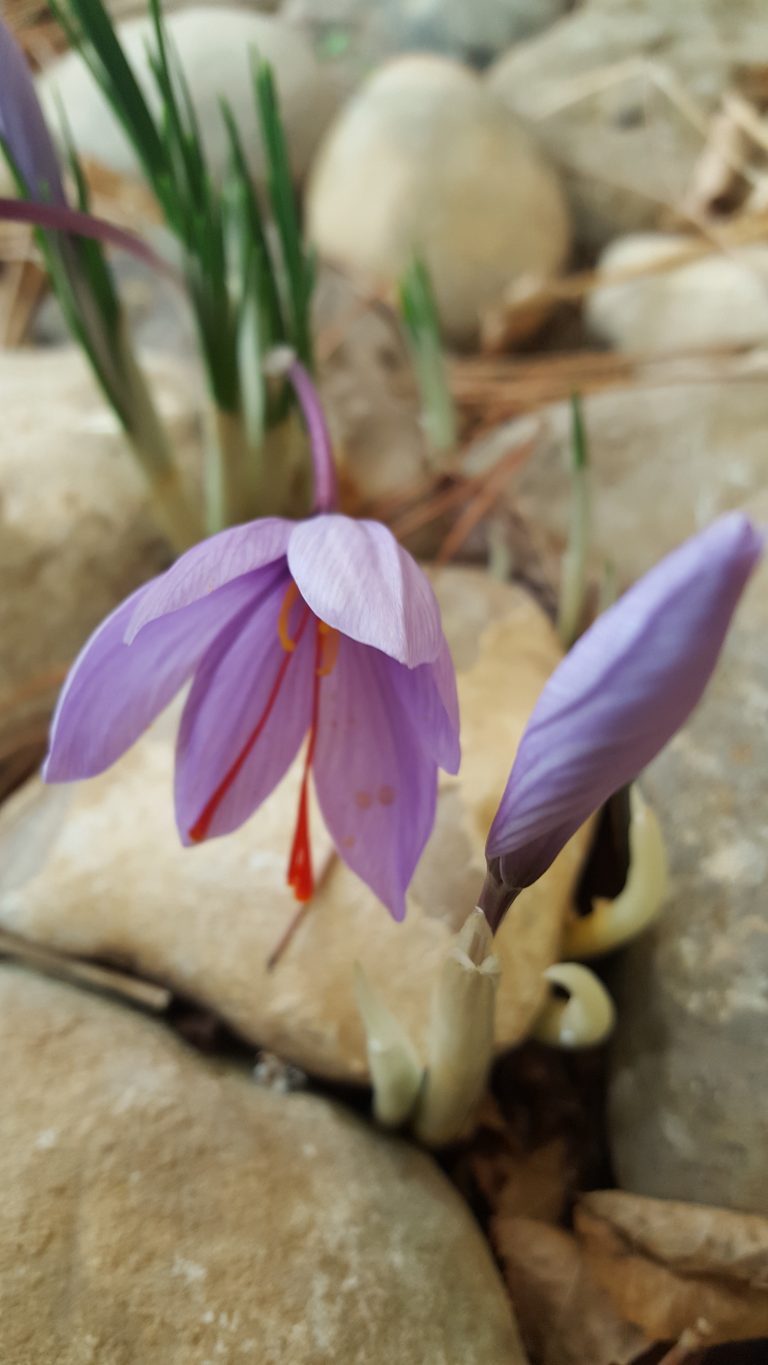 Azafrán Puro 8 g. - Ajos el Molino