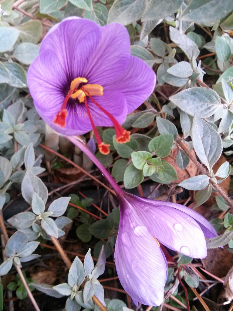 Azafrán Puro 2 g. - Ajos el Molino